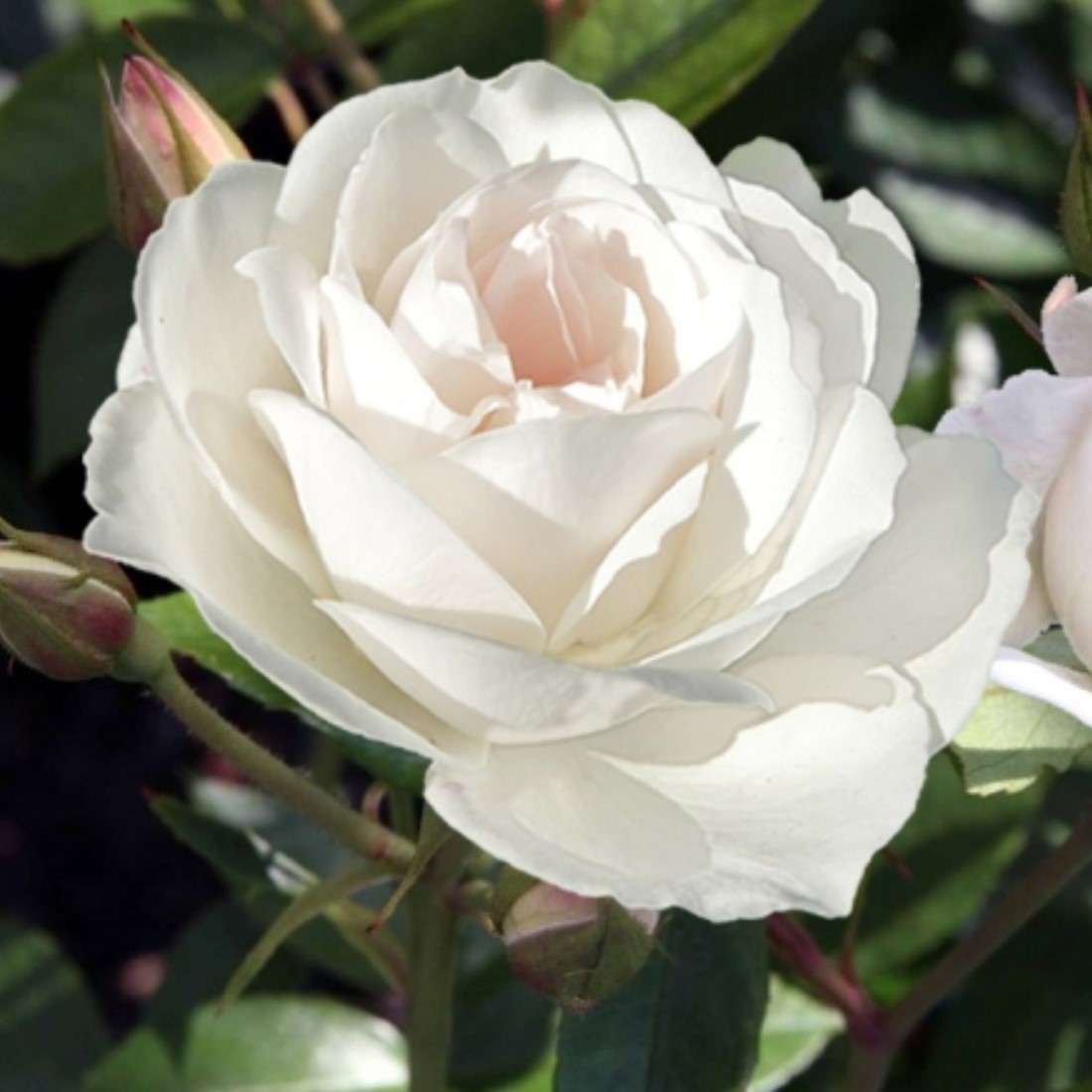 Buy Rosa Ice Berg online at Gardencentre Koeman
