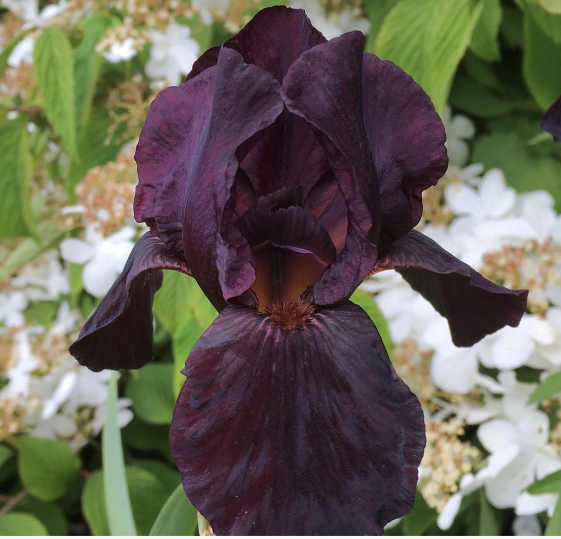 Buy Iris germanica Black Knight - Bearded Iris? Order online at ...