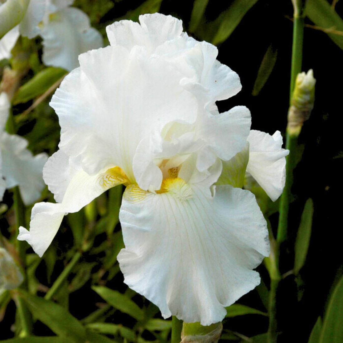 Buy Iris Germanica White Knight online at Gardencentre Koeman