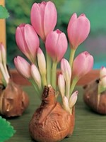 Buy Colchicum The Giant online at Gardencentre Koeman