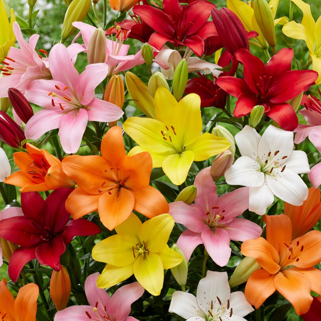 Buy Lilium Asiatic Mixed Large Pack online at Gardencentre Koeman