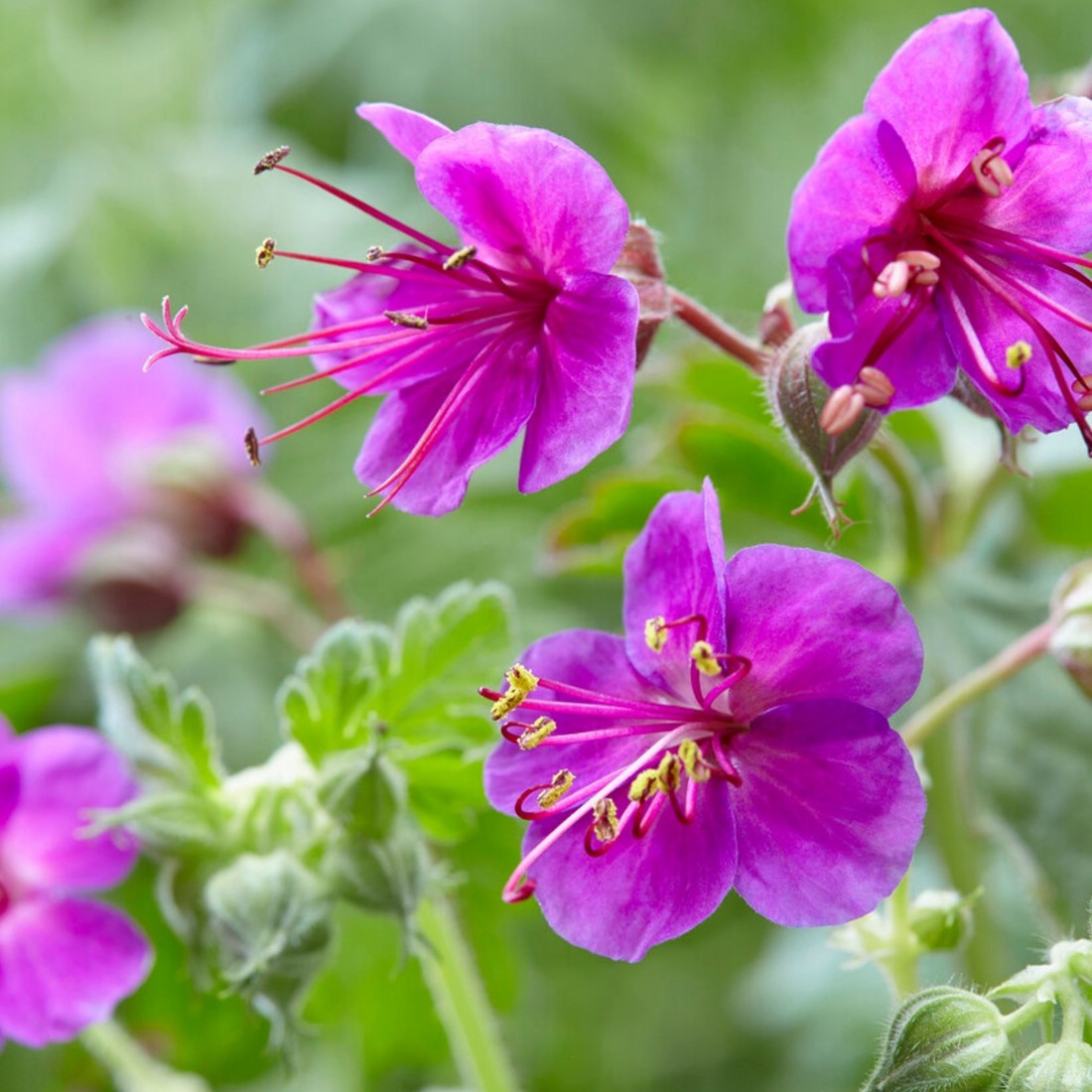 Buy Geranium Macrorrhizum Ingenwersens Variety online at Gardencentre ...