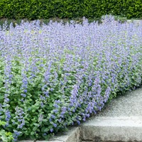 large nepeta