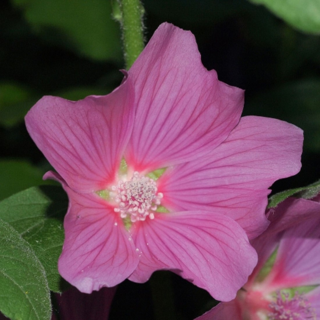 Buy Lavatera Olbia Rosea online at Gardencentre Koeman