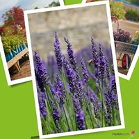 Buy True Lavender Dwarf Blue online at Gardencentre Koeman