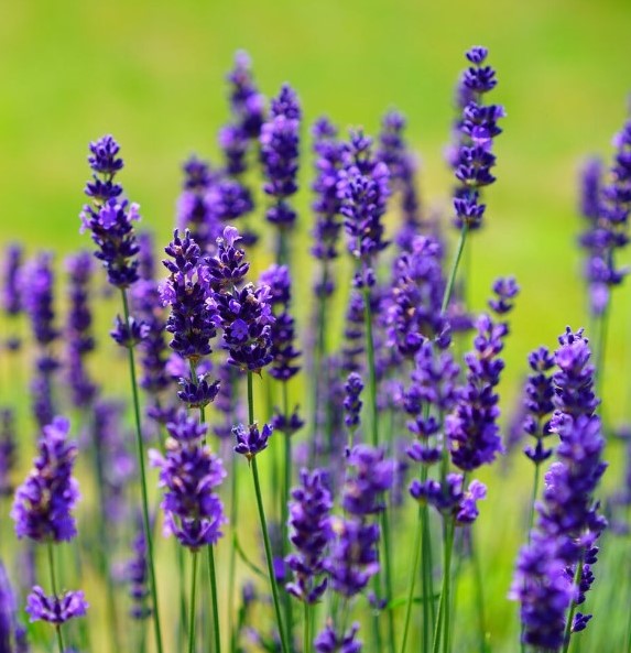 Buy True Lavender Dwarf Blue online at Gardencentre Koeman