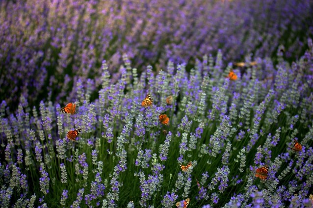 Buy True Lavender Dwarf Blue 6 online at Gardencentre Koeman