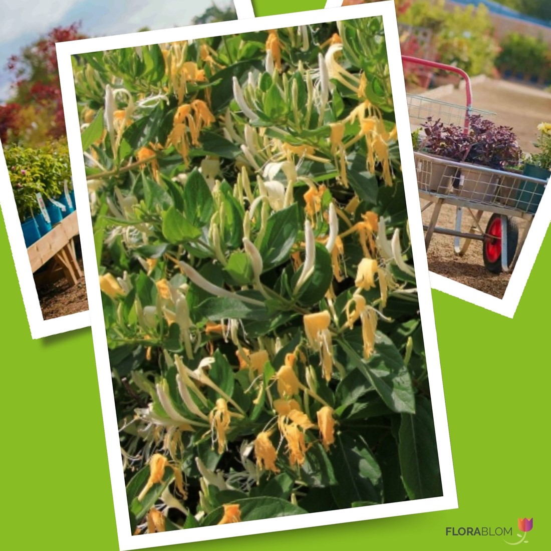 Buy Lonicera Japonica Hall S Prolific online at Gardencentre Koeman