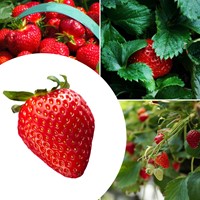 Buy 20x Strawberry plants Mara des Bois? Order online at Gardencentre ...