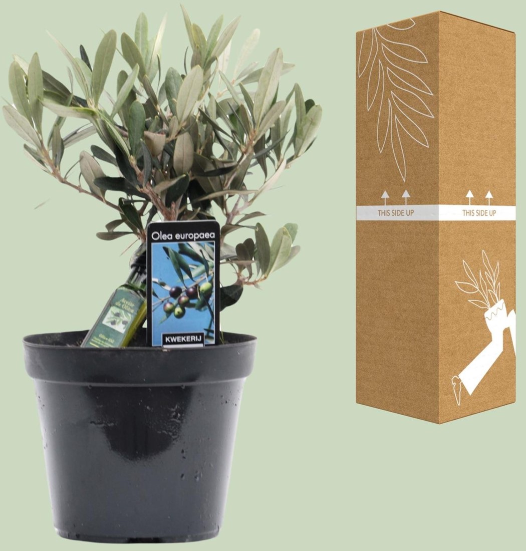 Buy Olea Olive – Ø13cm – 25cm? Order online at Gardencentre Koeman