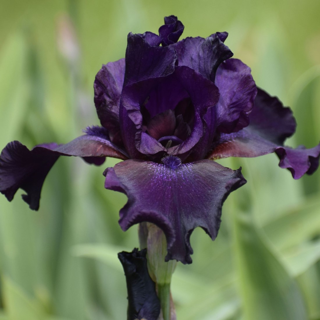 Buy Iris Ger Night Owl online at Gardencentre Koeman