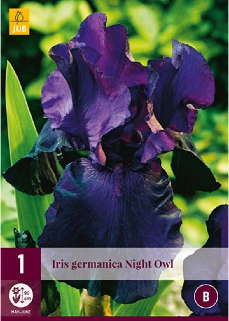 Buy Iris Ger Night Owl online at Gardencentre Koeman
