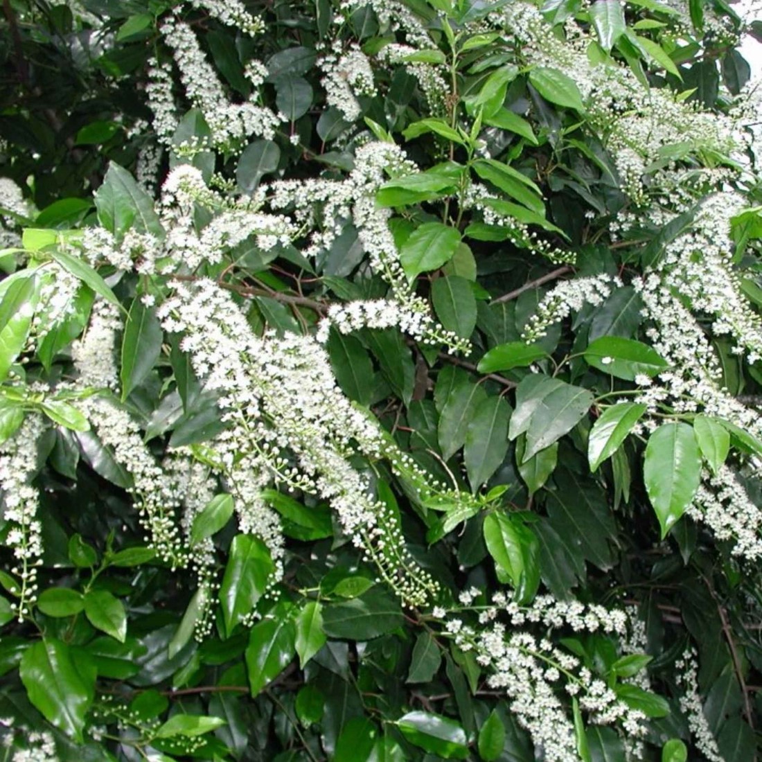 Buy Portuguese Laurel Angustifolia online at Gardencentre Koeman