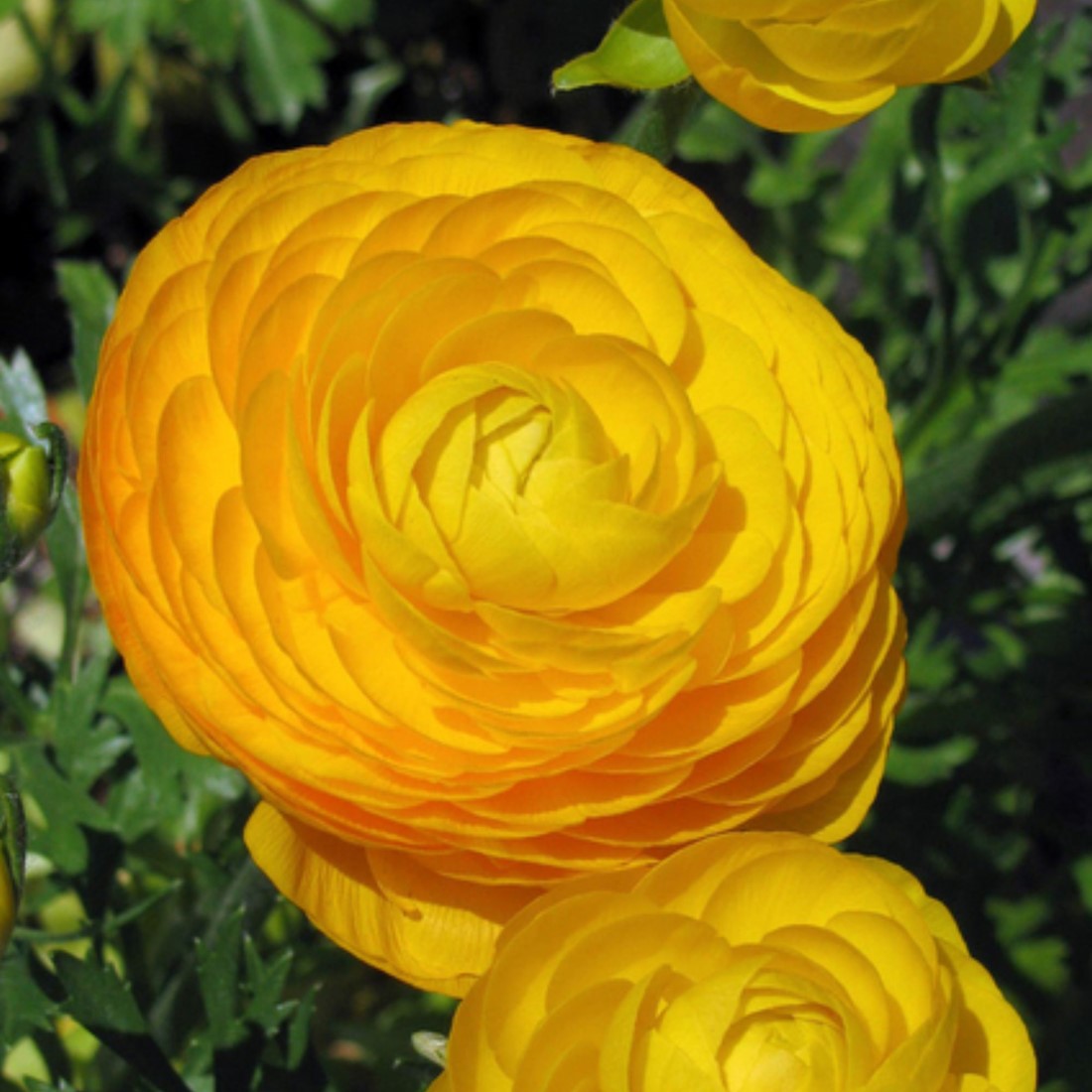 Buy Ranunculus Yellow Double Golden Buttercup online at Gardencentre Koeman