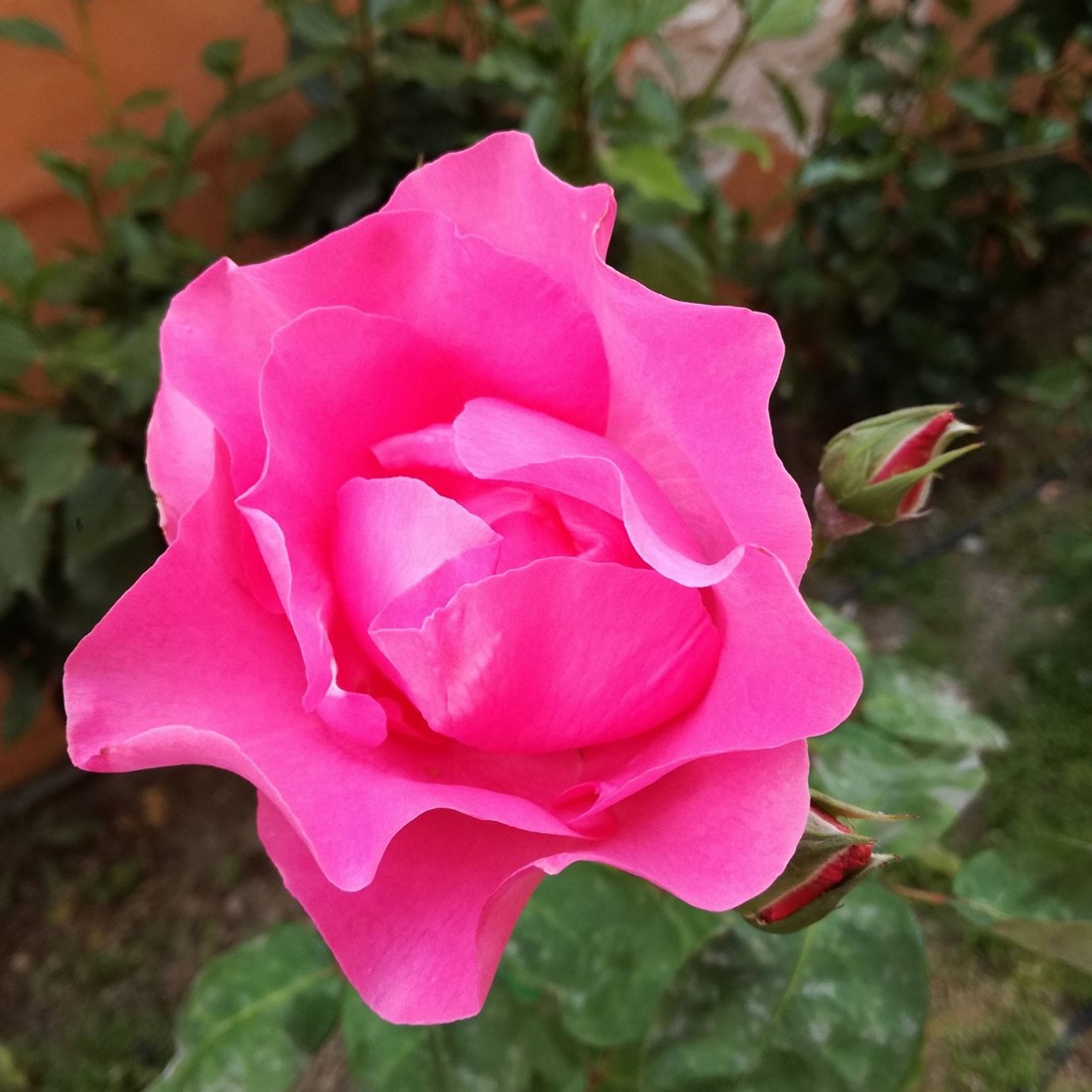 Buy Rose Melrose online at Gardencentre Koeman