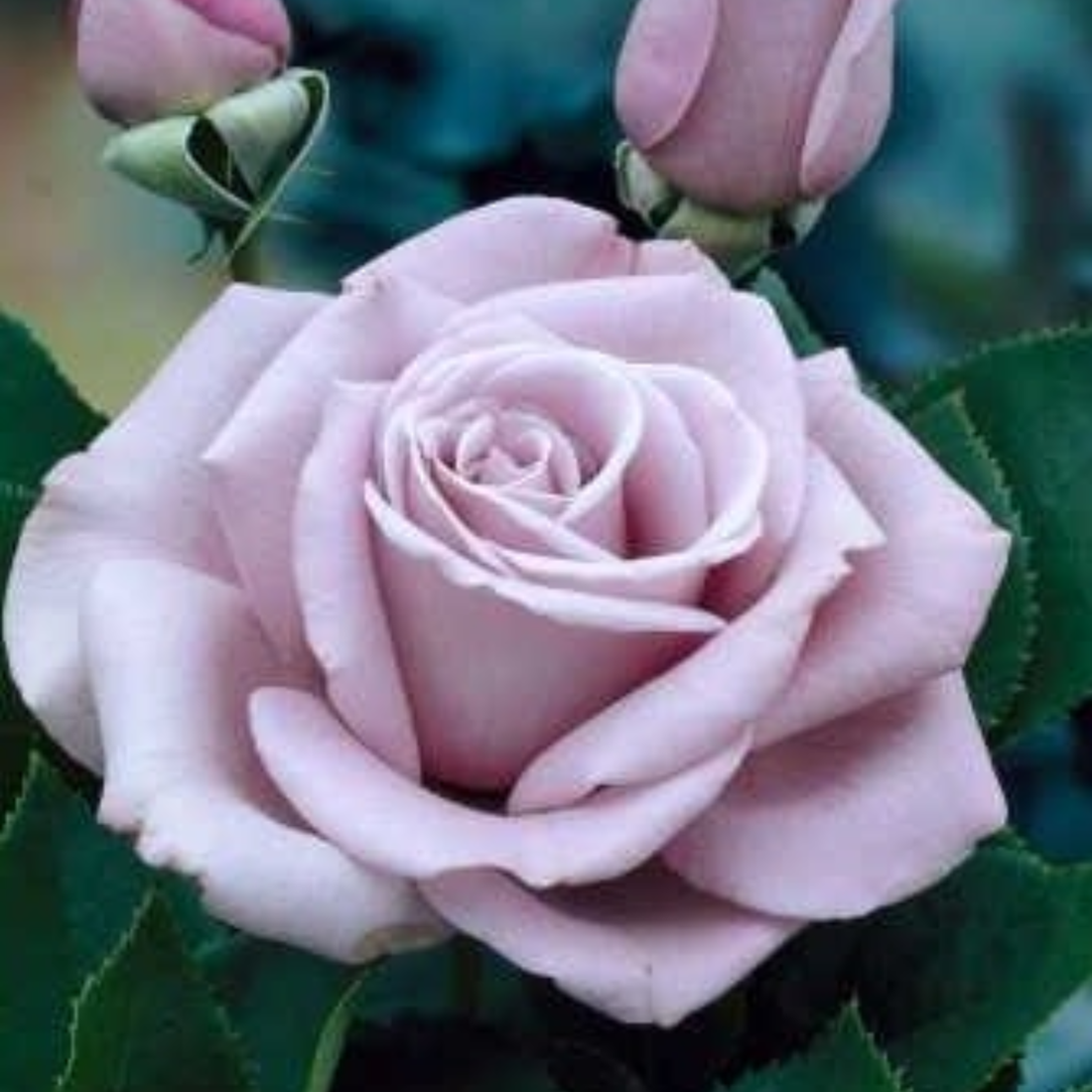 Buy Rose Waltz Time Fragrant online at Gardencentre Koeman