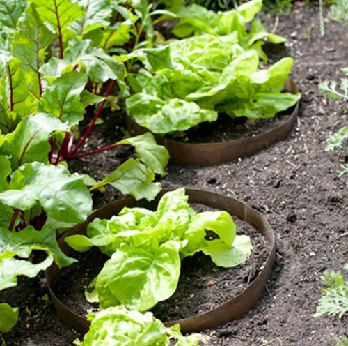 Buy Copper slug rings large 59 cm? Order online at Gardencentre Koeman