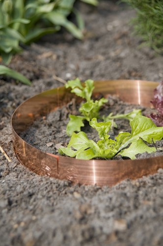 Buy Rings Copper Slugs online at Gardencentre Koeman