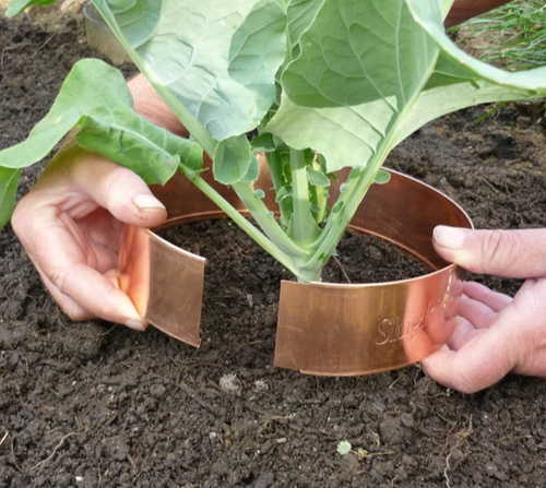 Buy Copper slug rings large 59 cm? Order online at Gardencentre Koeman