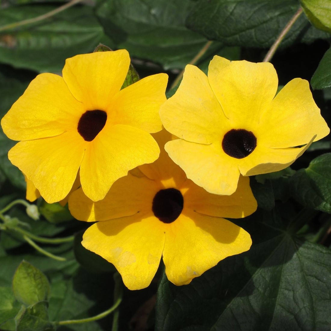 Buy Black-eyed Susan Yellow – Thunbergia alata? Order online at ...