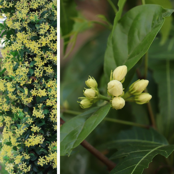 Buy Tuscan Jasmine Star Of Toscane Trachelospermum Jasminoides online ...