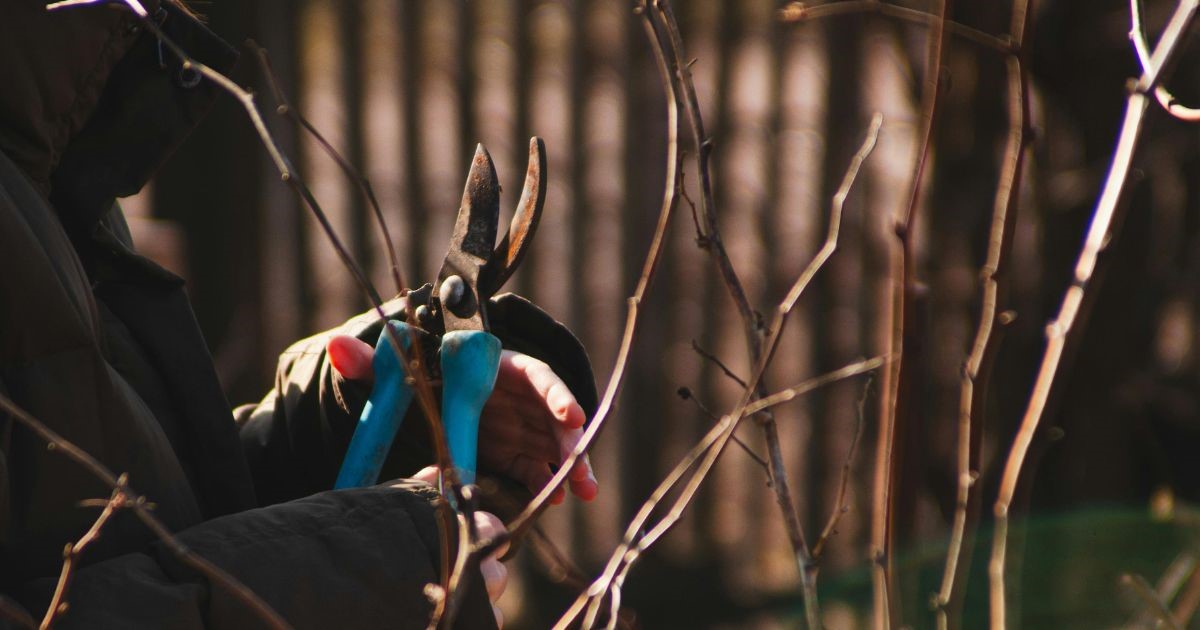 March garden tasks with Modeste Herwig: pruning, planting and caring
