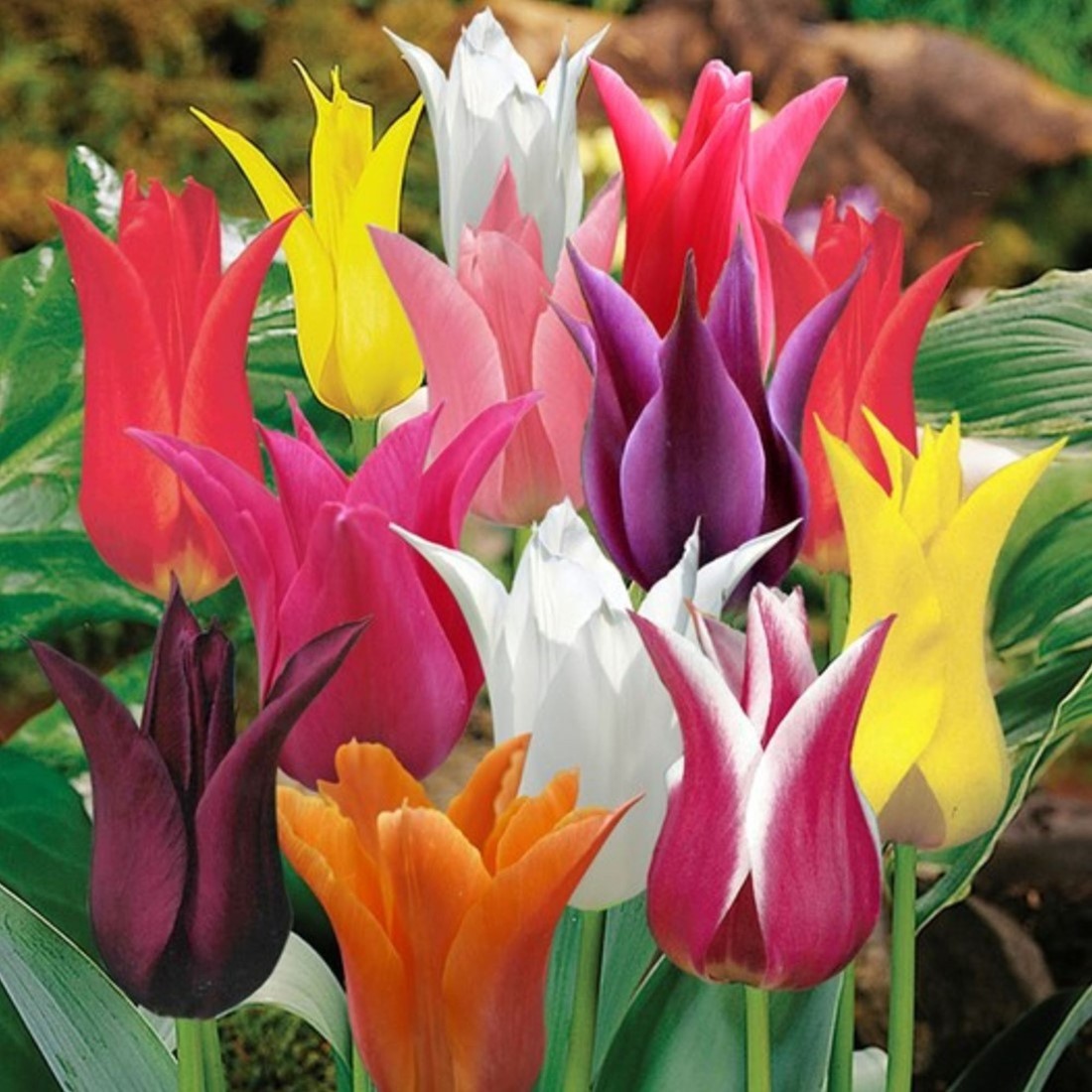 Buy Tulipa Lily Flowering Mix online at Gardencentre Koeman