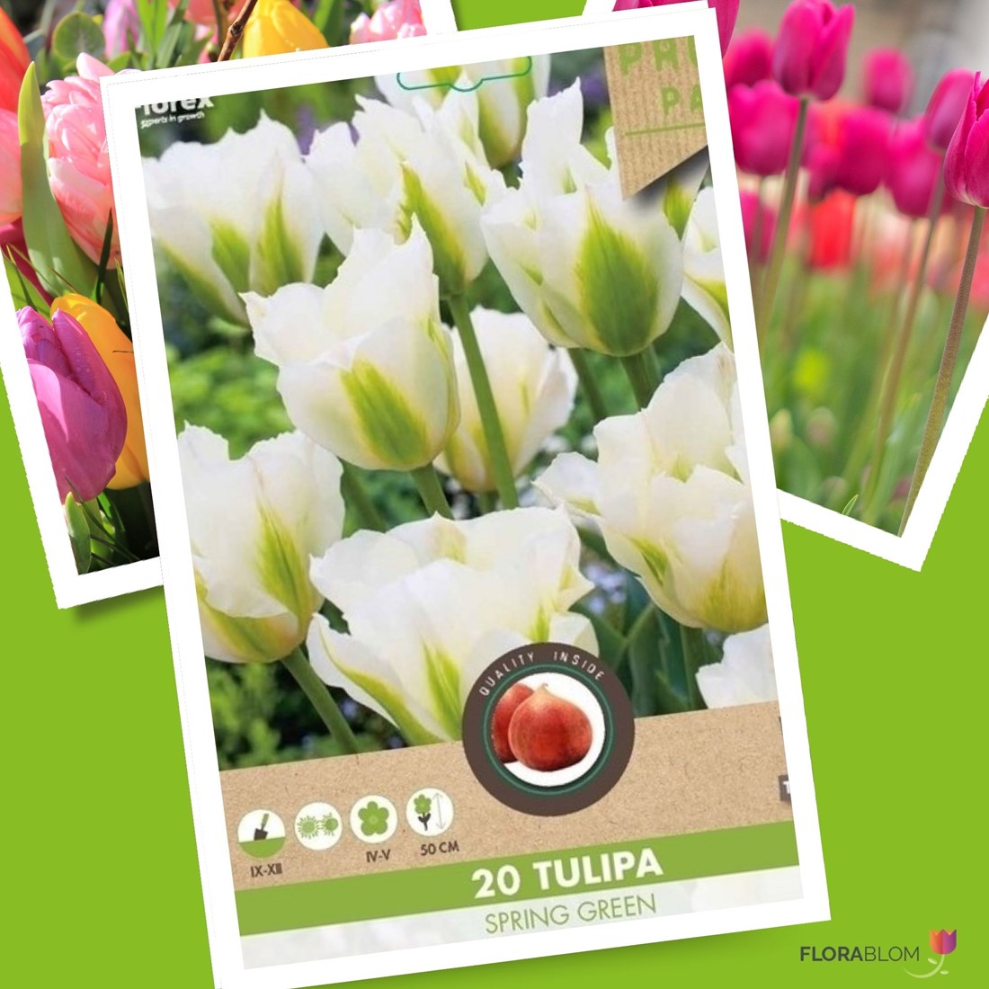 Buy Tulipa Viridiflora Spring Green Groenland online at Gardencentre Koeman
