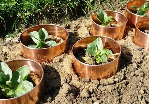 Buy Copper slug rings large 59 cm? Order online at Gardencentre Koeman